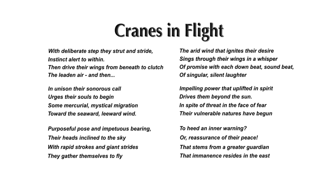 Poem – Cranes – Susannah Holt